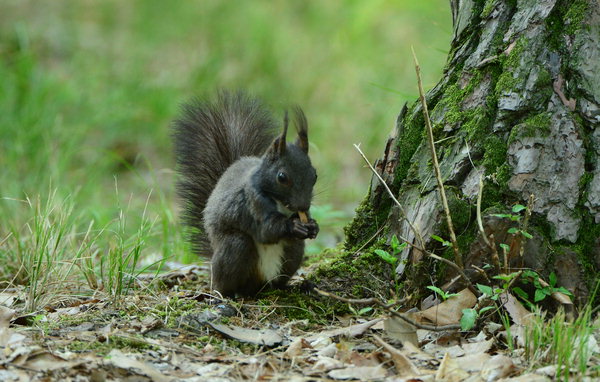 사라져 가는 야생동물을 찾아서 청설모 : 국제신문